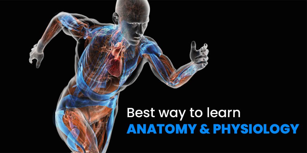 Tips For Best Way To Study Anatomy And Physiology Effectively TangoLearn Tips For Best Way To Study Anatomy And Physiology Effectively TangoLearn